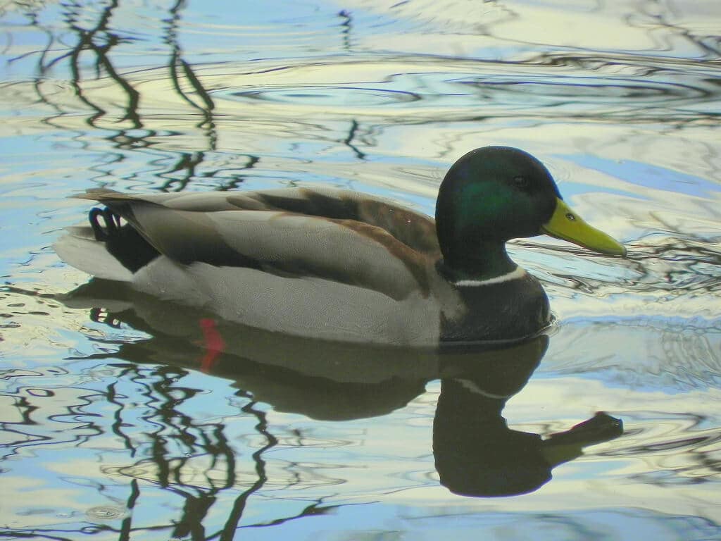 Floating Duck Photo | Download free images from Mystock