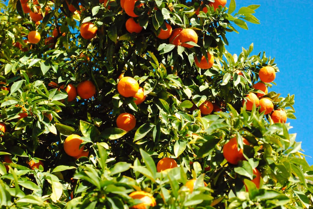 Orange Tree Photo | Download free images from Mystock