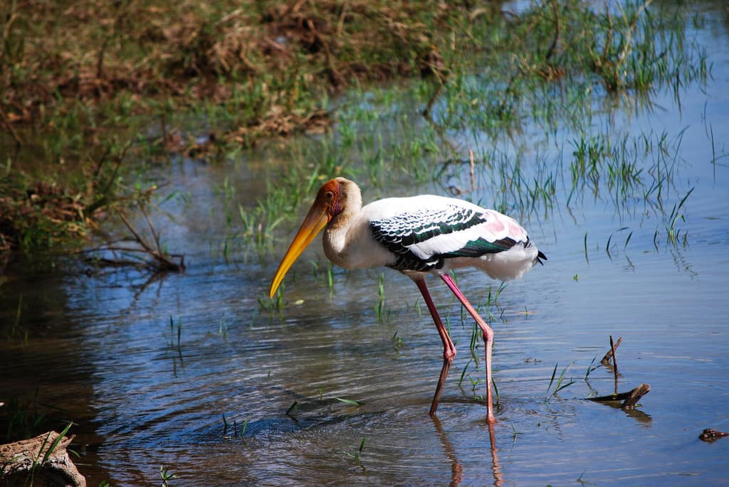 Bird Photo | Download free images from Mystock