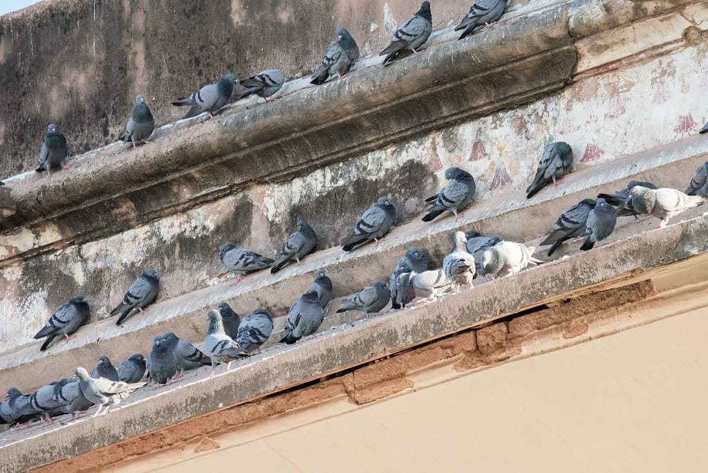 Lots of Pigeons Sitting on the Top of a Building Photo | Download free ...