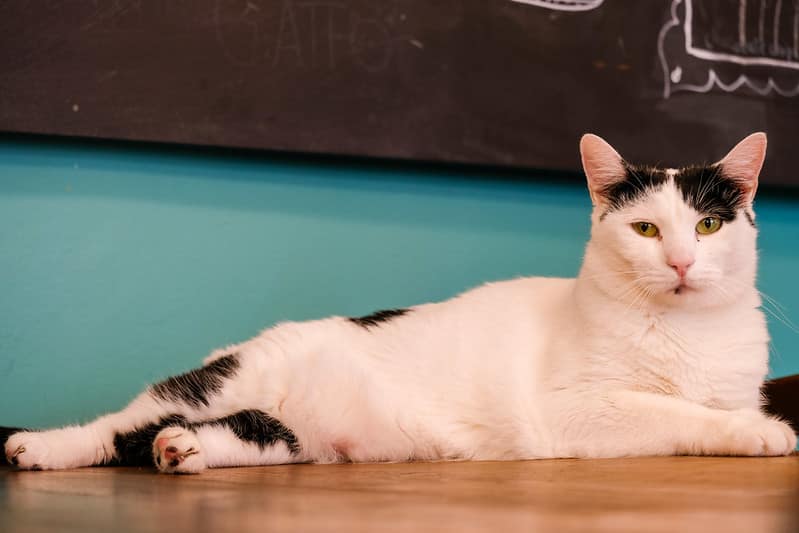 White Cat with Black Spots Sitting on the Table Photo | Download free ...
