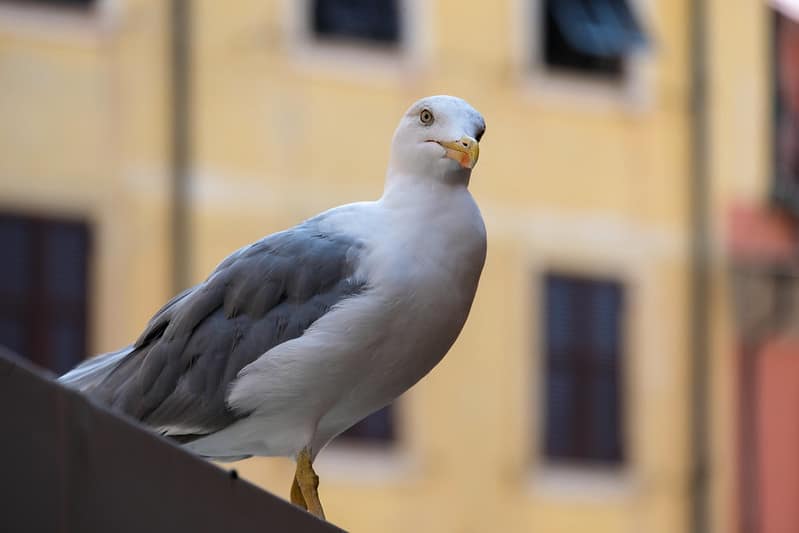 Friendly Seagull Posing Photo | Download free images from Mystock