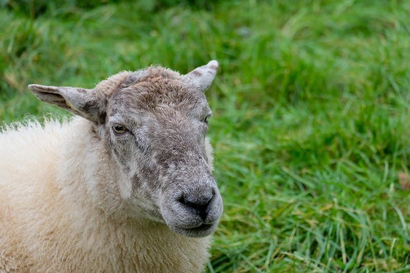 Sheep With Grass in the Background Photo | Download free images from ...
