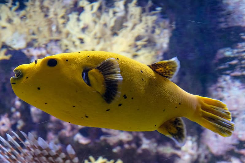Yellow Sponge Fish Photo | Download free images from Mystock