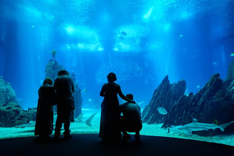 People Inside a Walk-Through Aquarium Photo | Download free images from ...