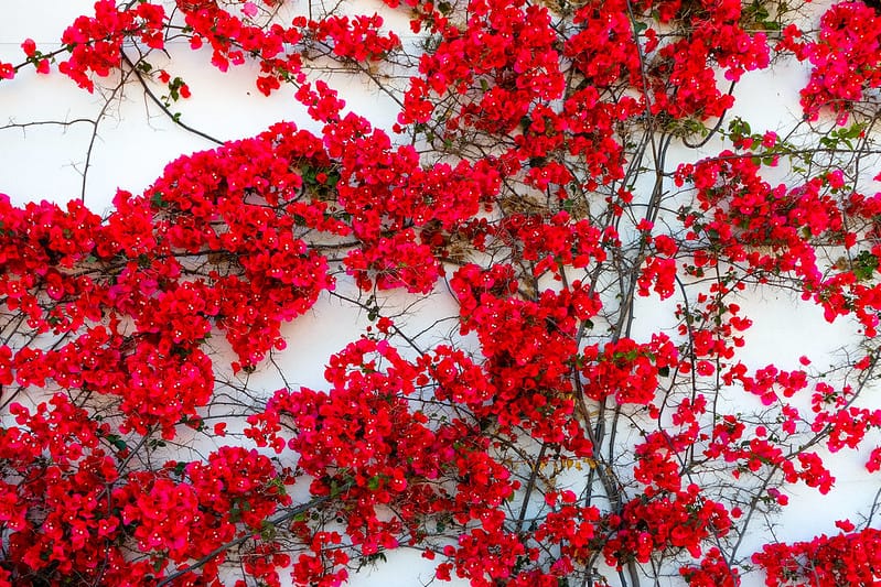 Red Flowers Over White Wall Photo | Download free images from Mystock
