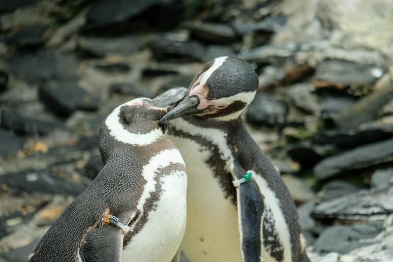Loving Penguins Photo | Download free images from Mystock